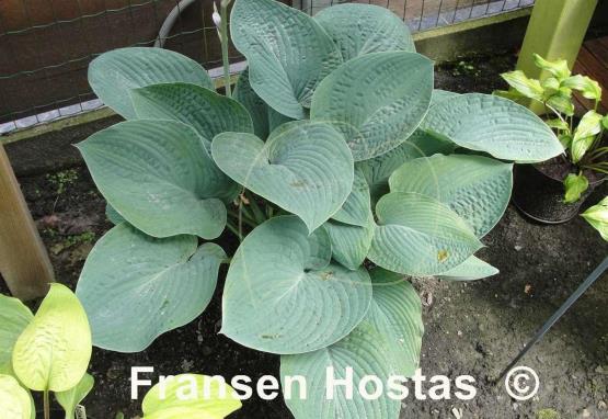 Hosta Gentle Giant - Fransen Hostas